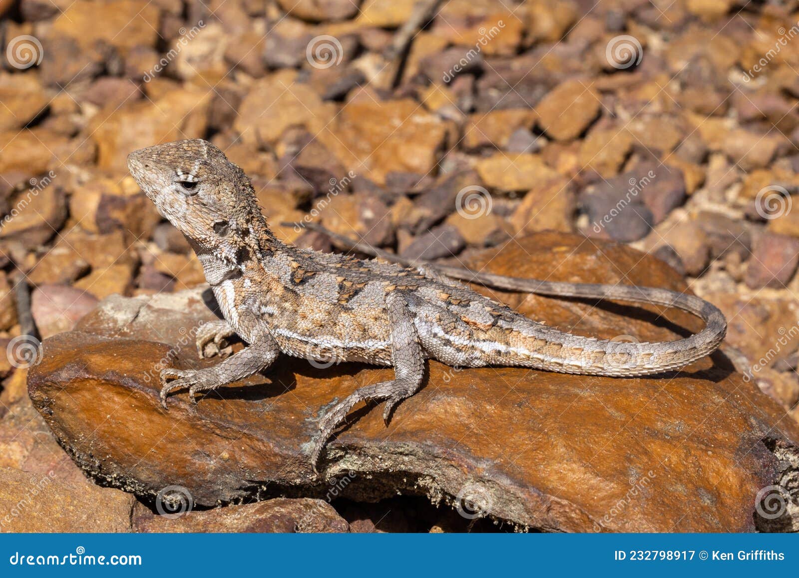 Mountain Dragon stock image. Image of australia, stone - 232798917