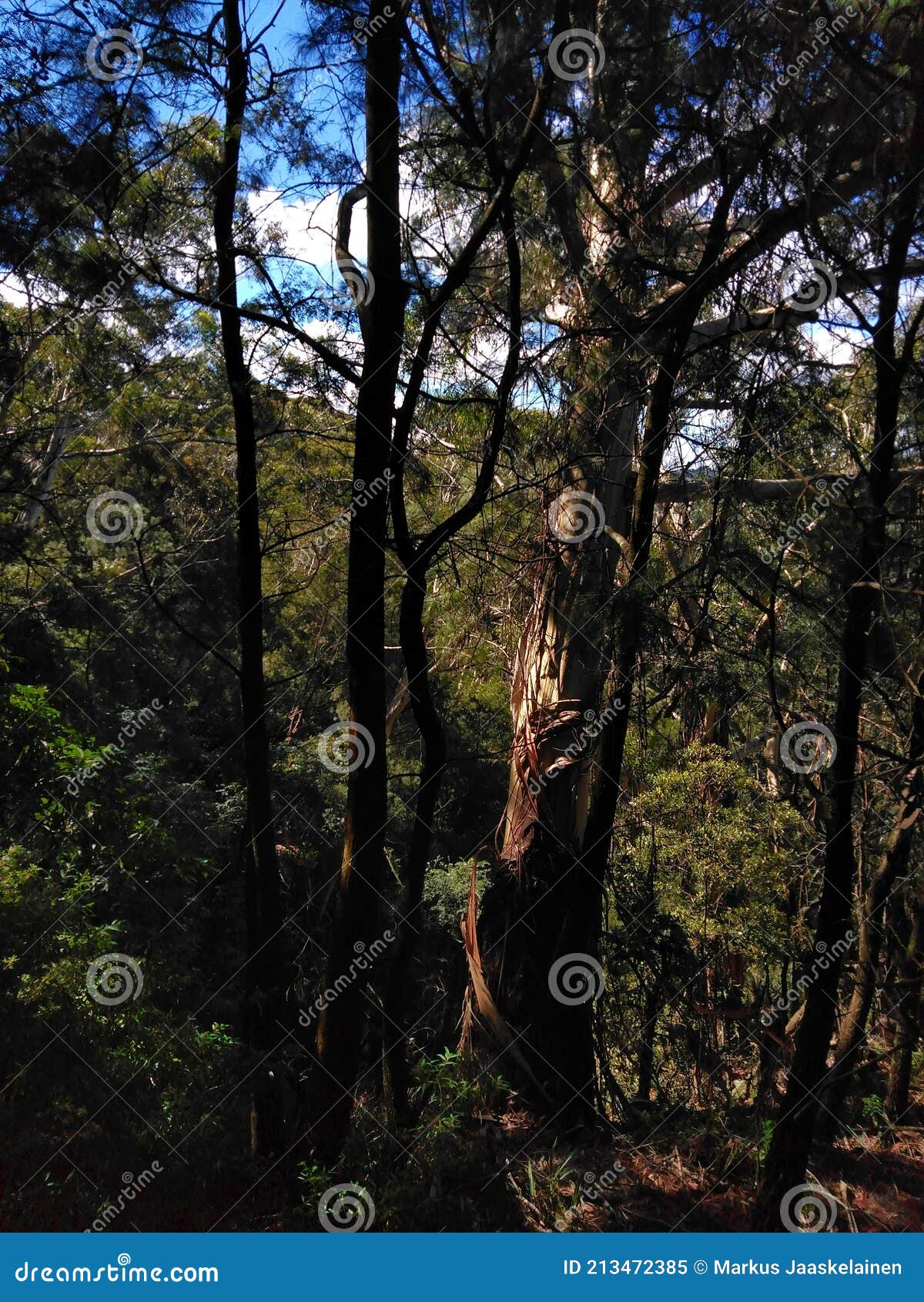 Australian Mountain Forest Landscape in the Blue Mountains. Old Tall ...