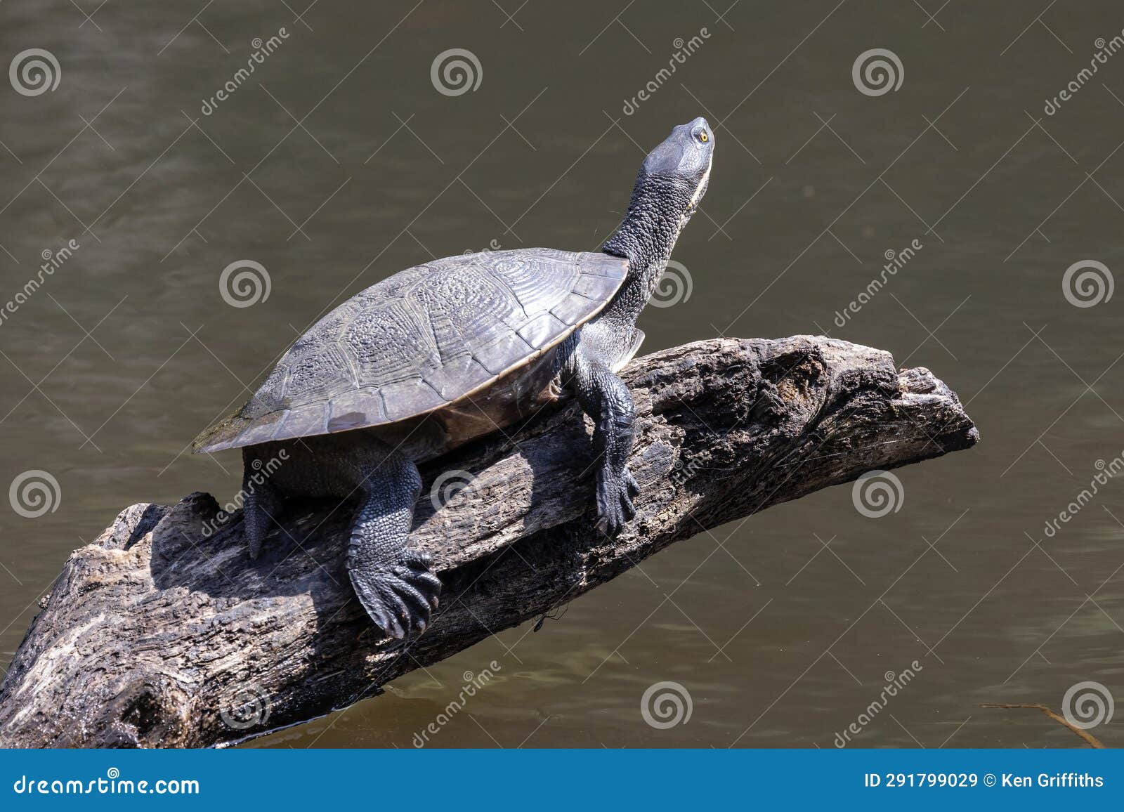 Australian Murray River Turtle Stock Image - Image of emydura, turtle ...