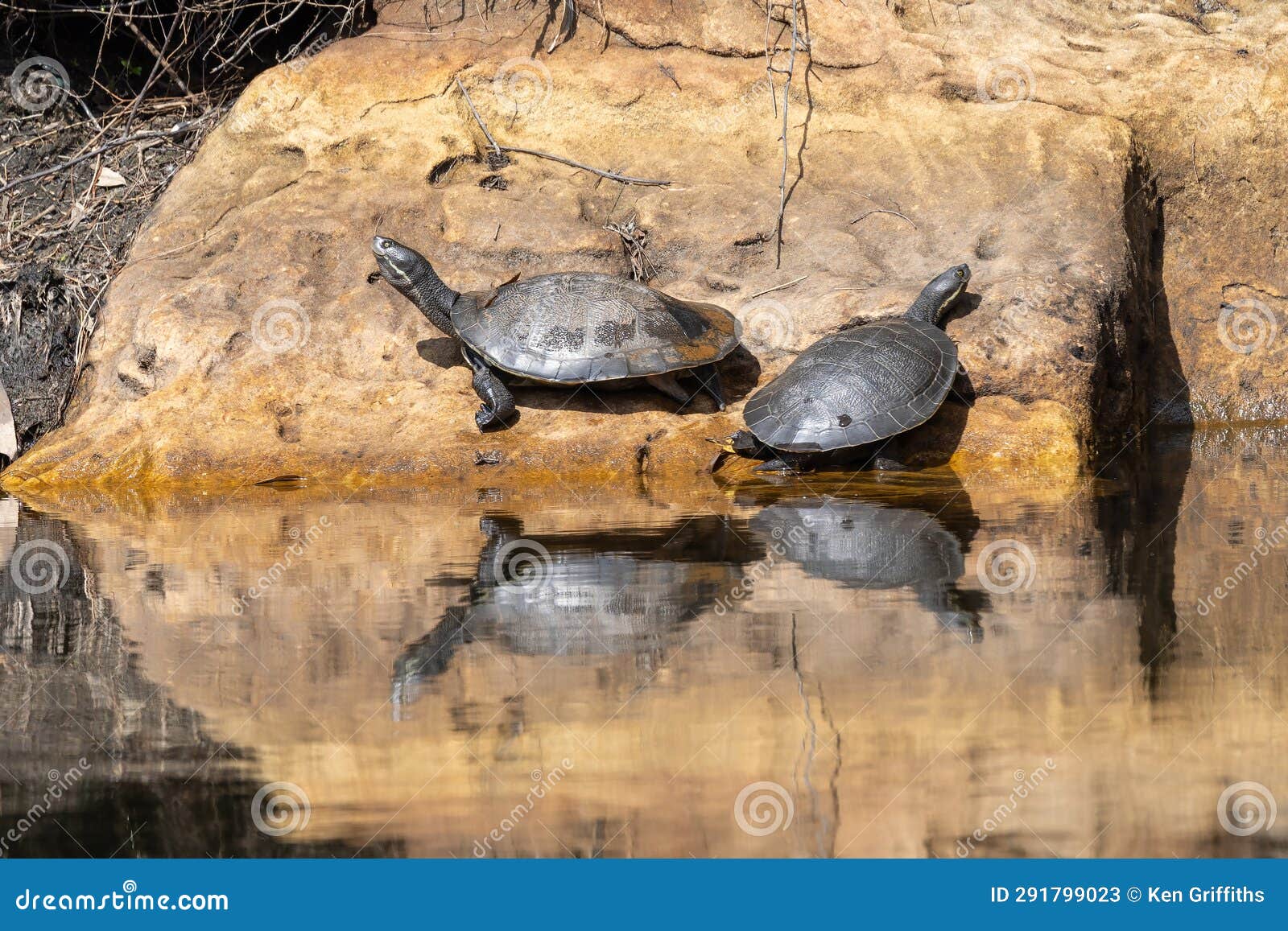 Australian Murray River Turtles Stock Image - Image of macquarii ...
