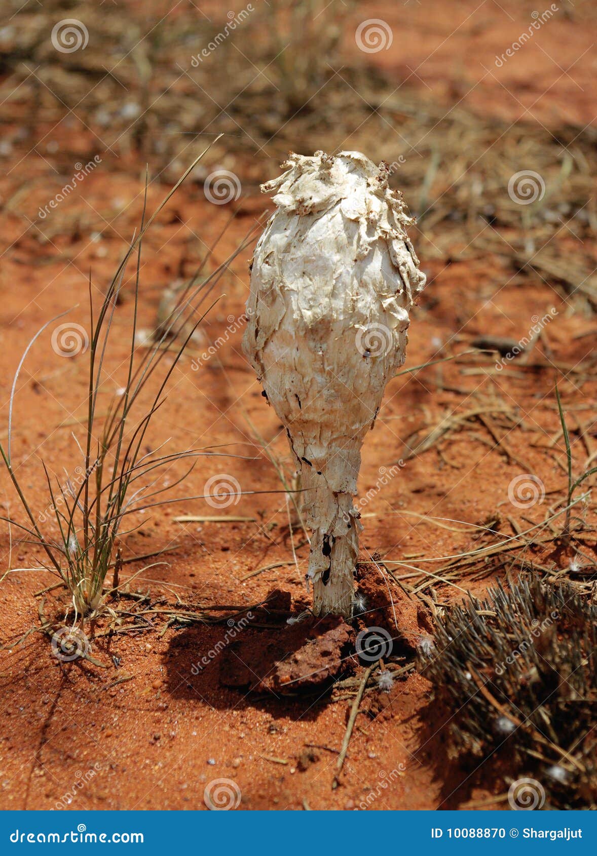 Australian Mushroom in Desert Stock Photo - Image of plant, australia ...