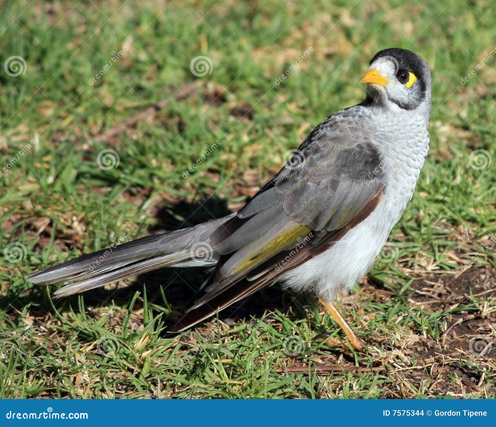 Australian Myna bird stock photo. Image of head, australian - 7575344