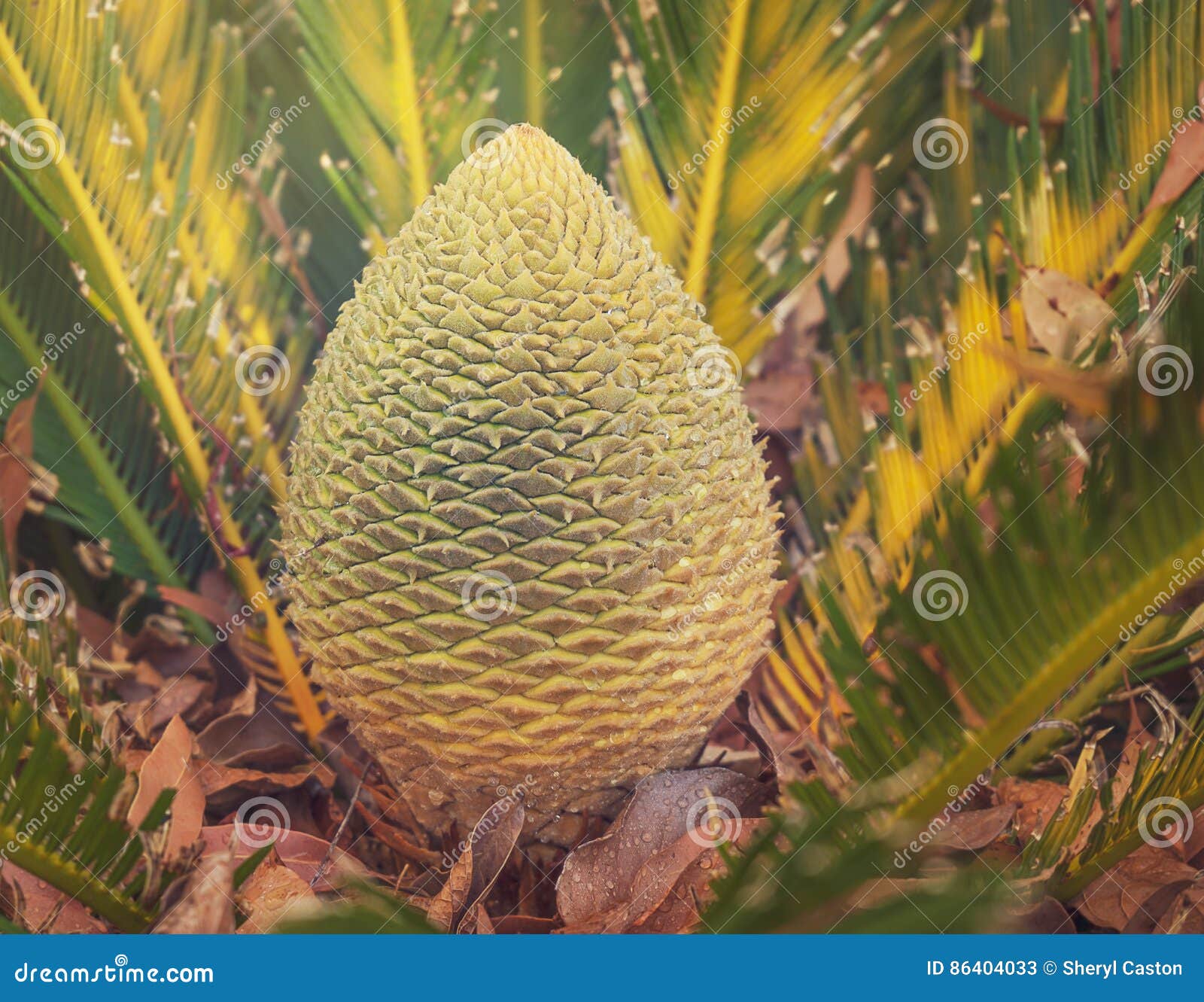 Australian native cycad stock image. Image of australian - 86404033