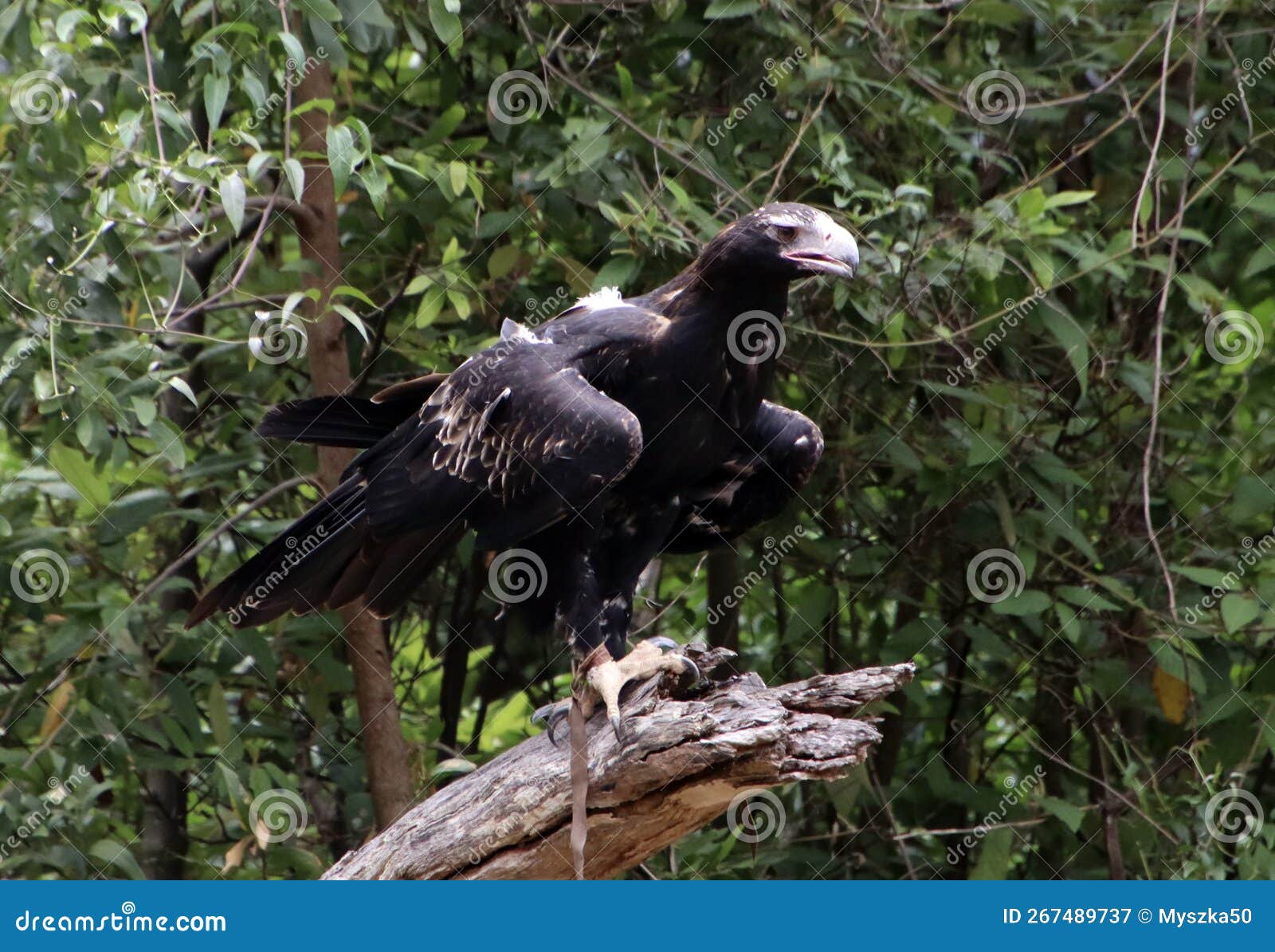 Australian native eagle stock image. Image of bird, majestic - 267489737