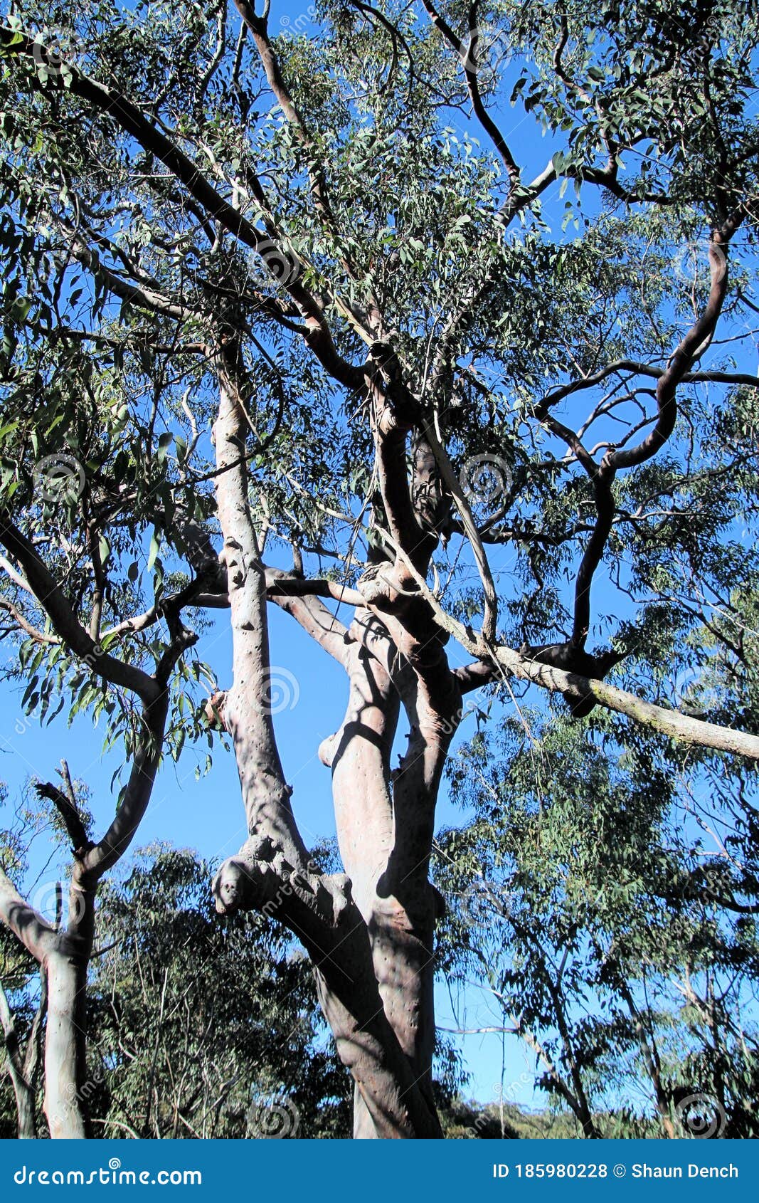 Australian Native Eucalyptus Gum Tree Stock Photo - Image of white ...
