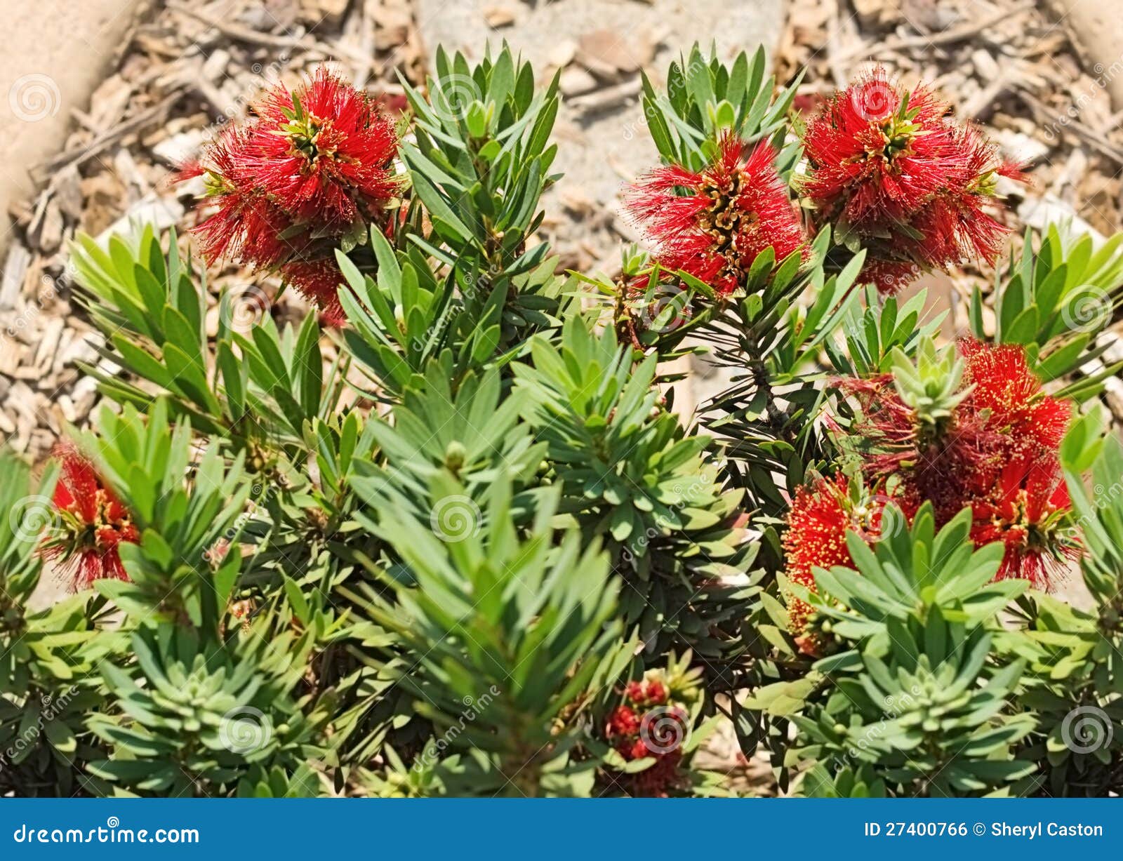 Australian Native Flower Red Callistemon Stock Photo - Image of ...