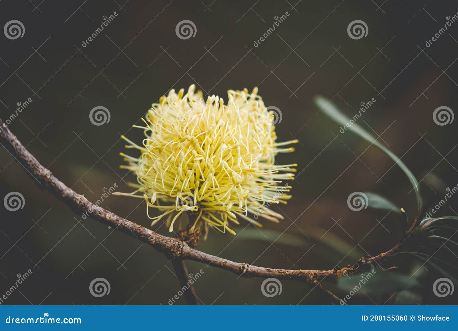 Australian Native Flowering in Spring Stock Photo - Image of season ...