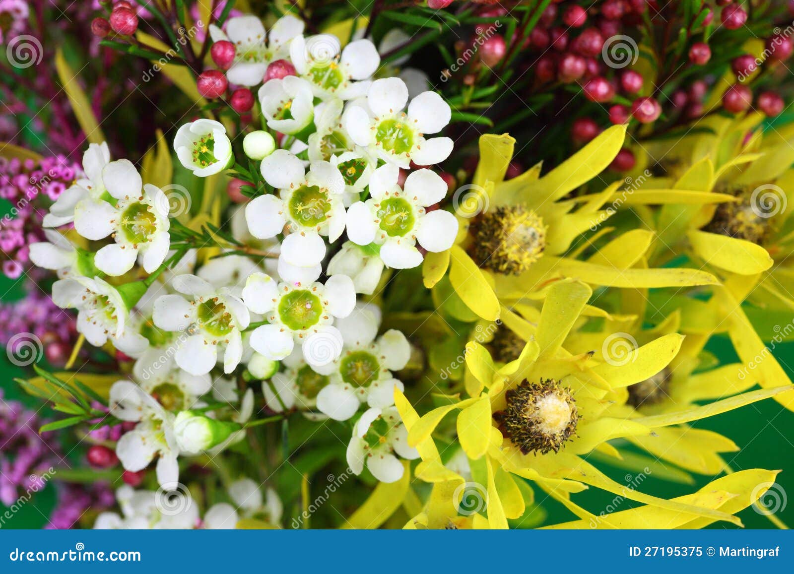 Australian native flowers stock image. Image of colorful - 27195375