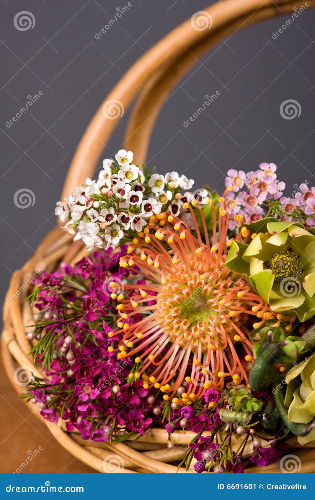 Australian Native Flowers stock image. Image of protea - 6691601