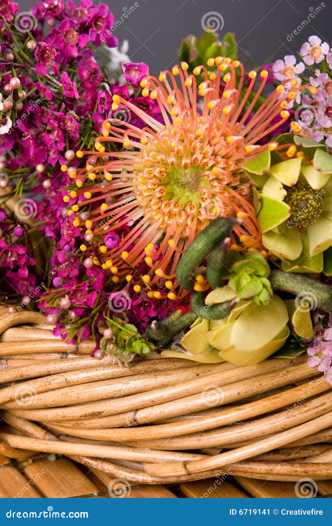 Australian Native Flowers stock image. Image of wildflowers - 6719141