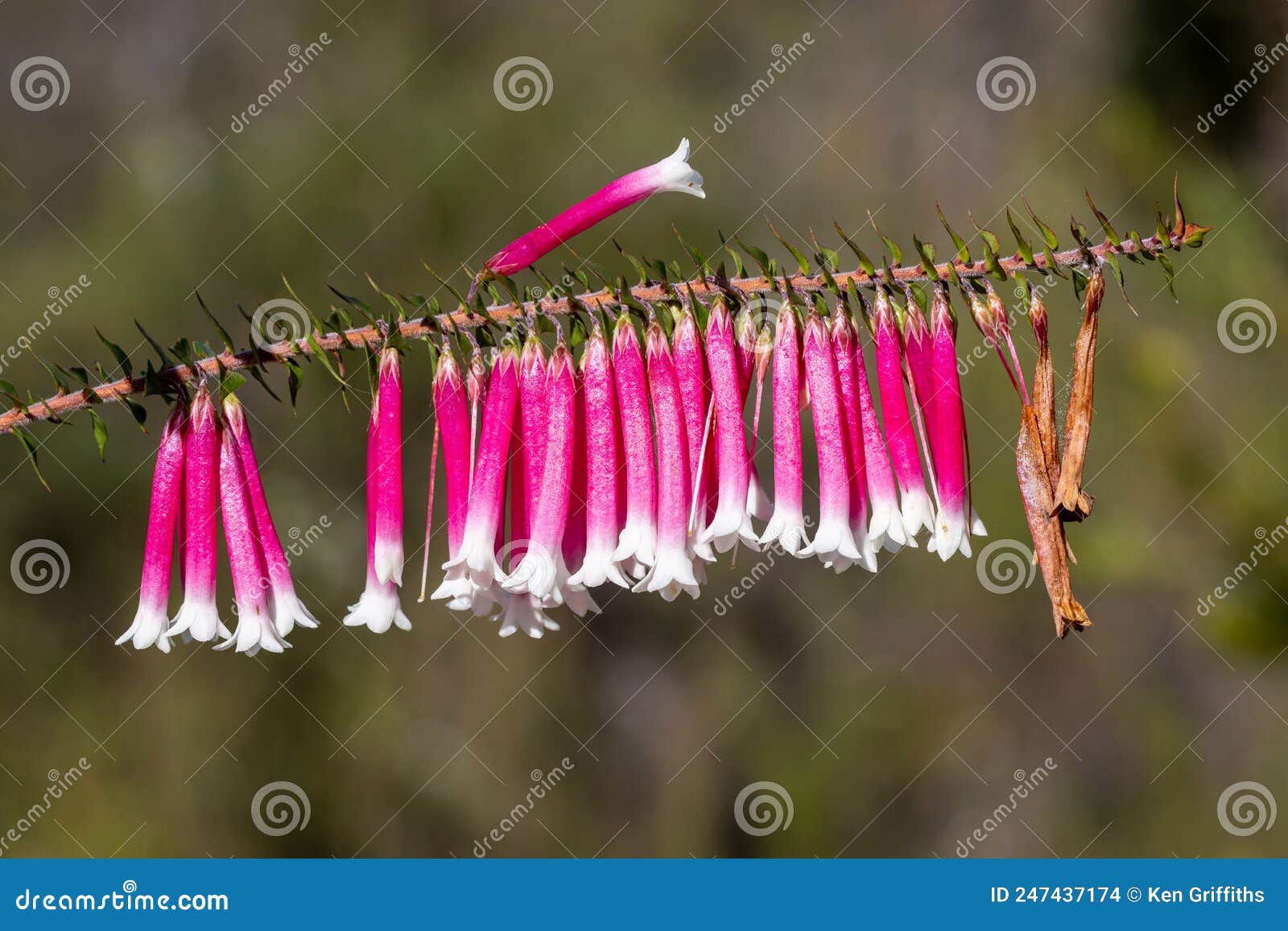 Australian Native Fuchsia Heath Stock Photo - Image of flower ...