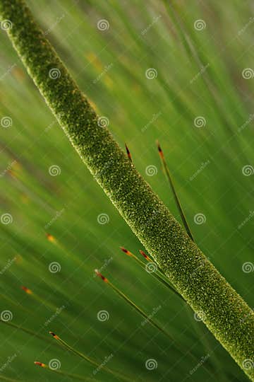 Australian Native Grass Tree Stock Image - Image of plant, xanthorrhoea ...
