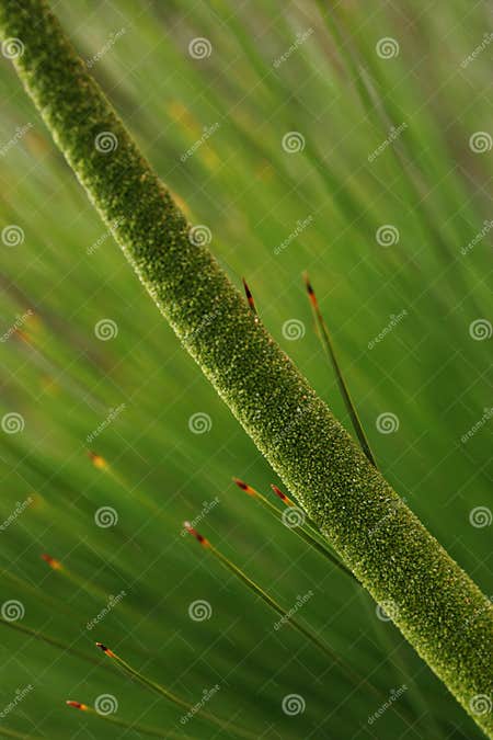 Australian Native Grass Tree Stock Image - Image of plant, xanthorrhoea ...