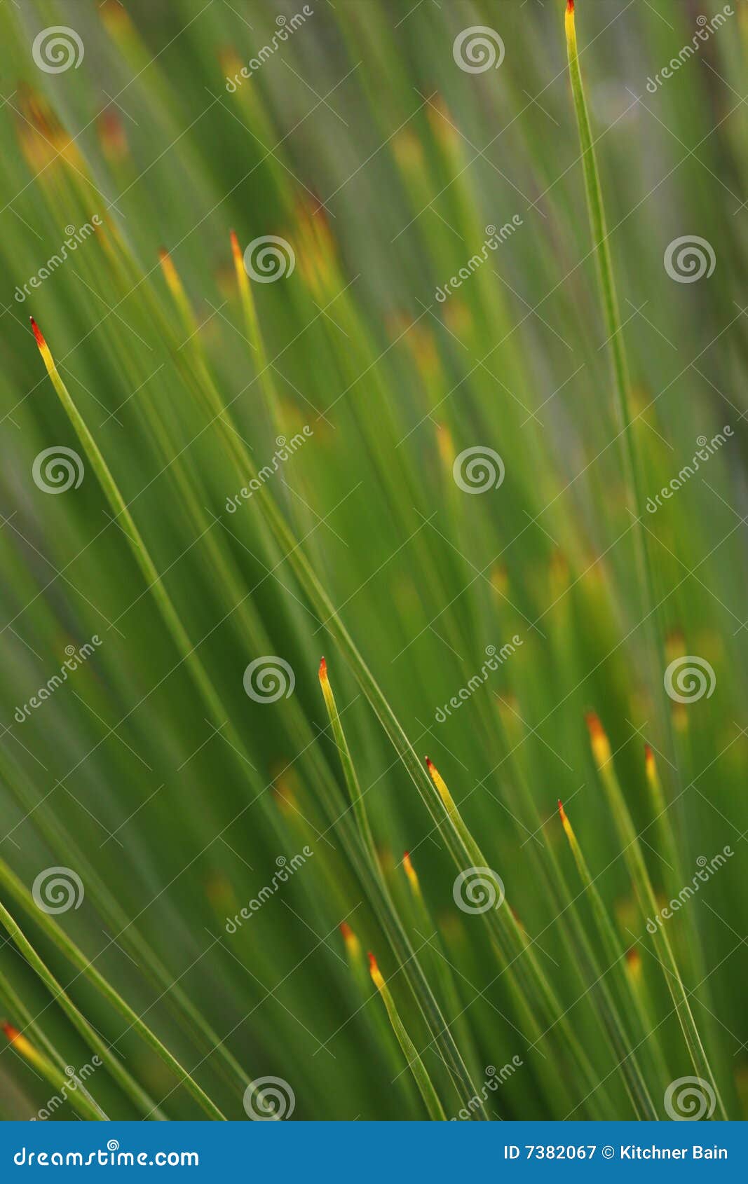 Australian Native Grass Tree Stock Image - Image of perenial, bush: 7382067