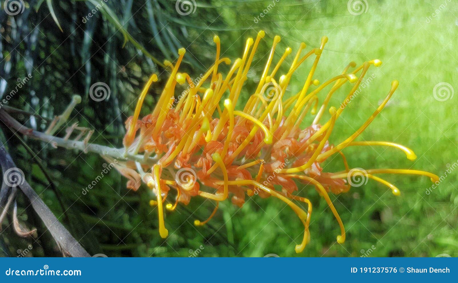 Australian Native Grevillea in Bloom Stock Photo - Image of bright ...