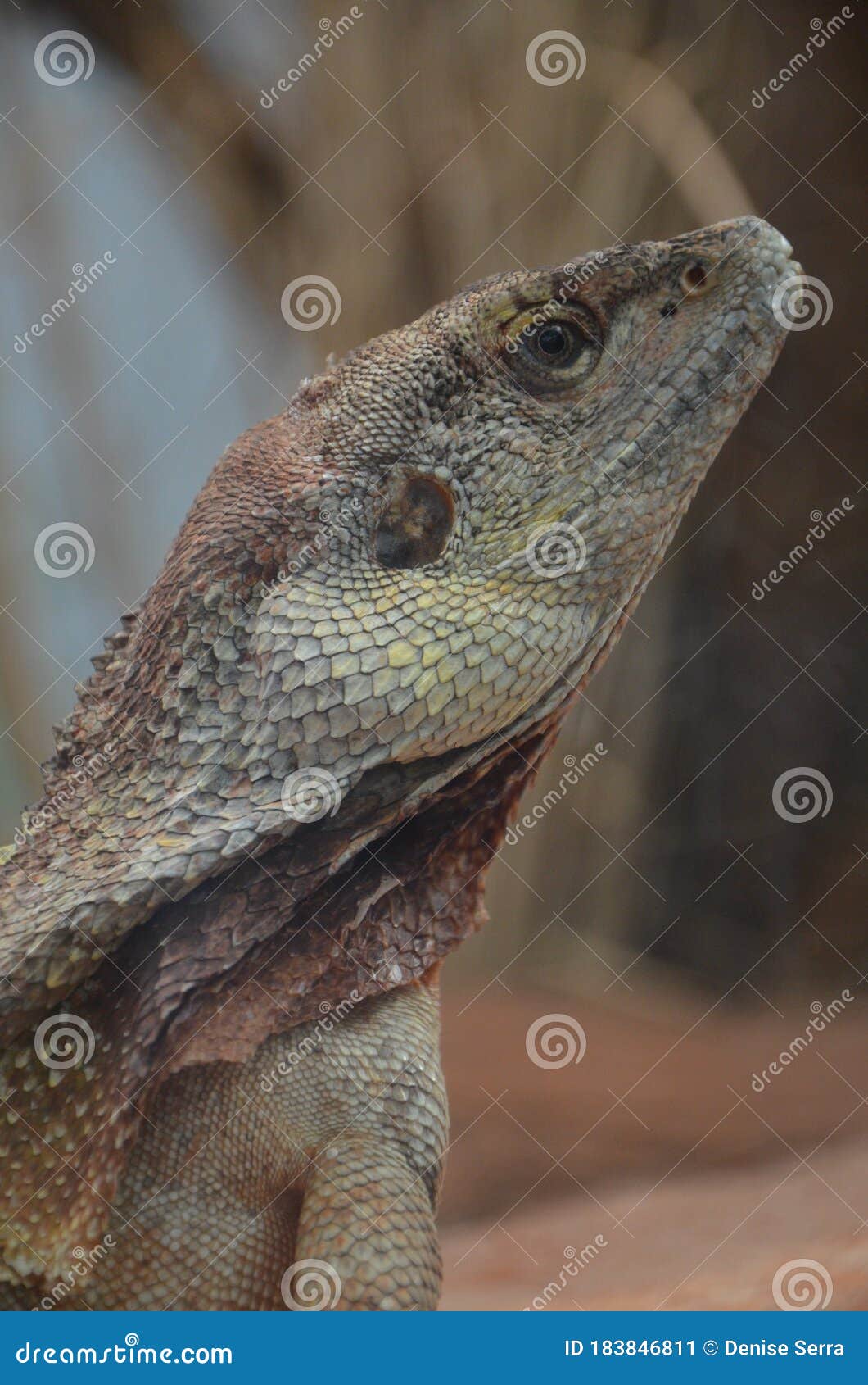 Australian Native Jacky Dragon Lizard, Amphibolurus Muricatus Stock ...