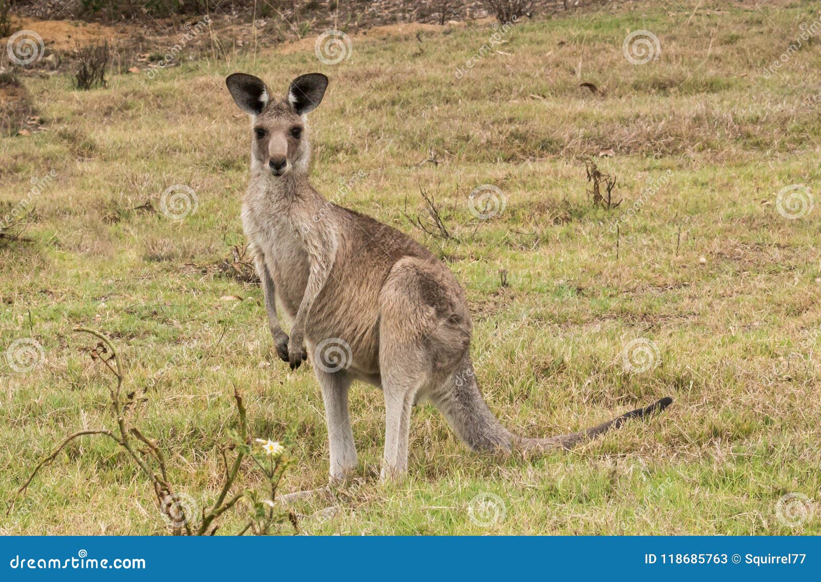 Australian Native Kangaroo Standing in Green Grass Field Looking To ...