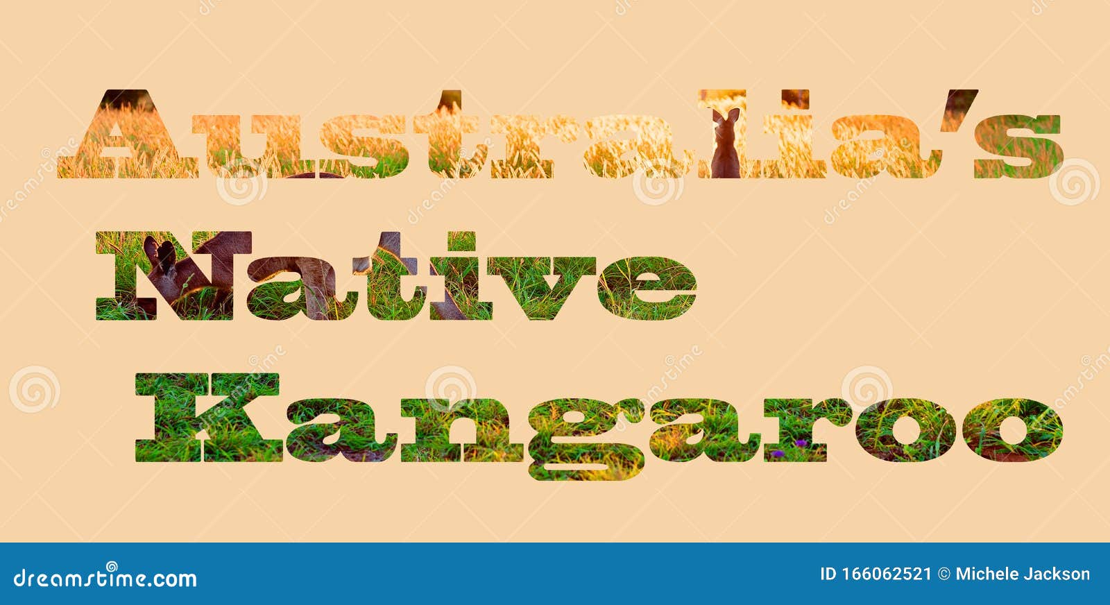 Australian Native Kangaroo Text with Image Stock Image - Image of ...
