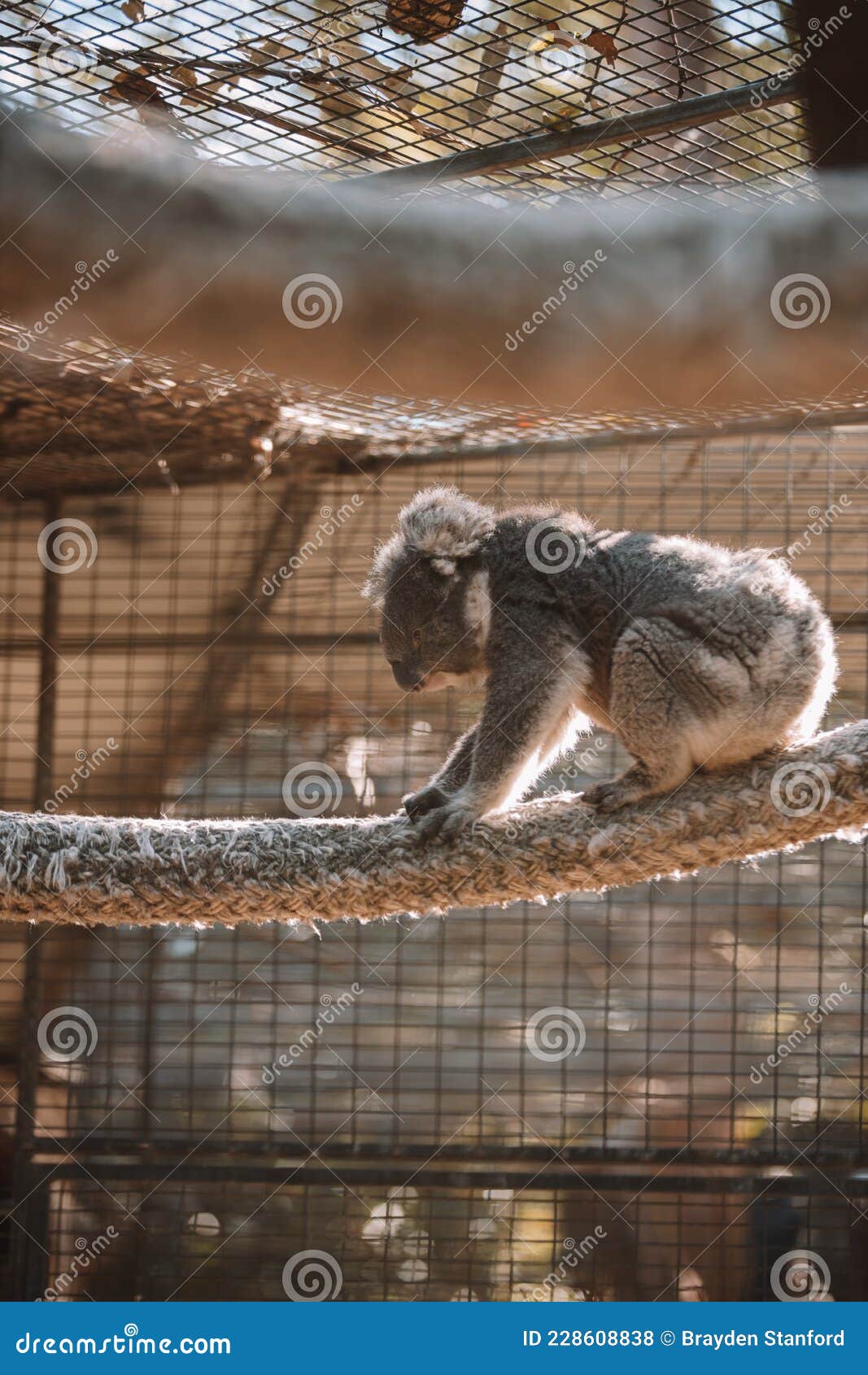 Australian Native Koala Sitting in a Tree. Stock Photo - Image of ...