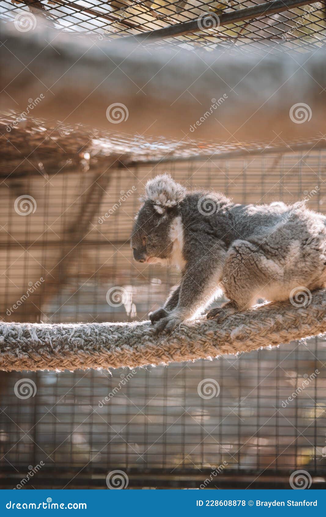 Australian Native Koala Sitting in a Tree. Stock Photo - Image of ...