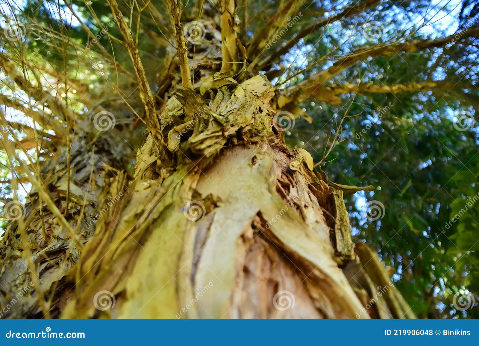 Australian Paperbark Tree stock photo. Image of trunk - 219906048