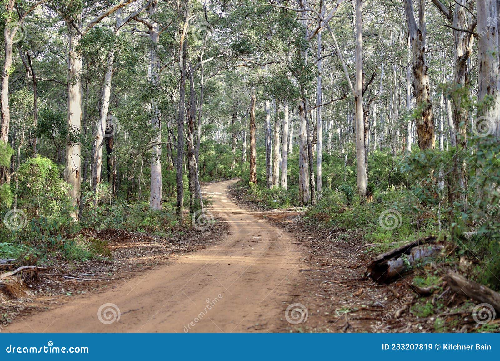 Australian Native Rainforest Background Stock Image - Image of fashion ...