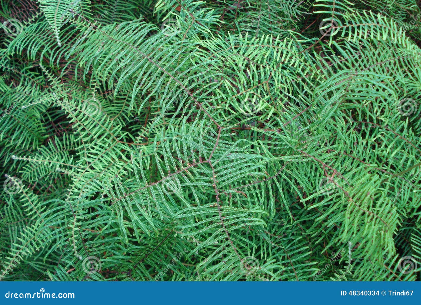 Australian Native Rainforest Decorative Palm Fern Stock Photo - Image ...