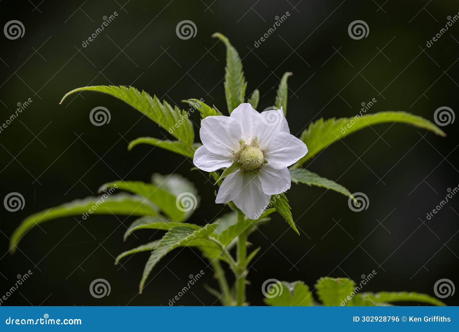 Australian Native Raspberry Stock Photo - Image of australian, rubus ...