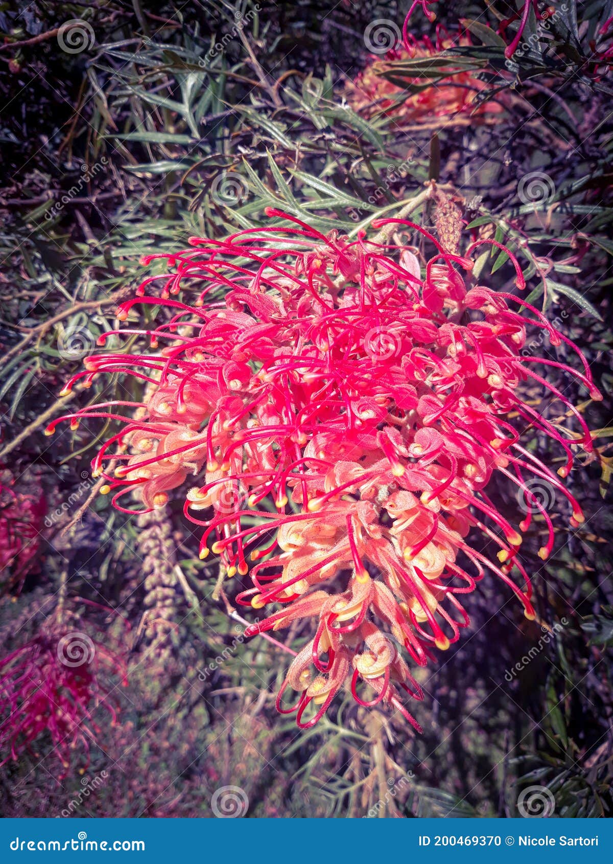 Australian Native Red Grevillea Stock Photo - Image of plant ...
