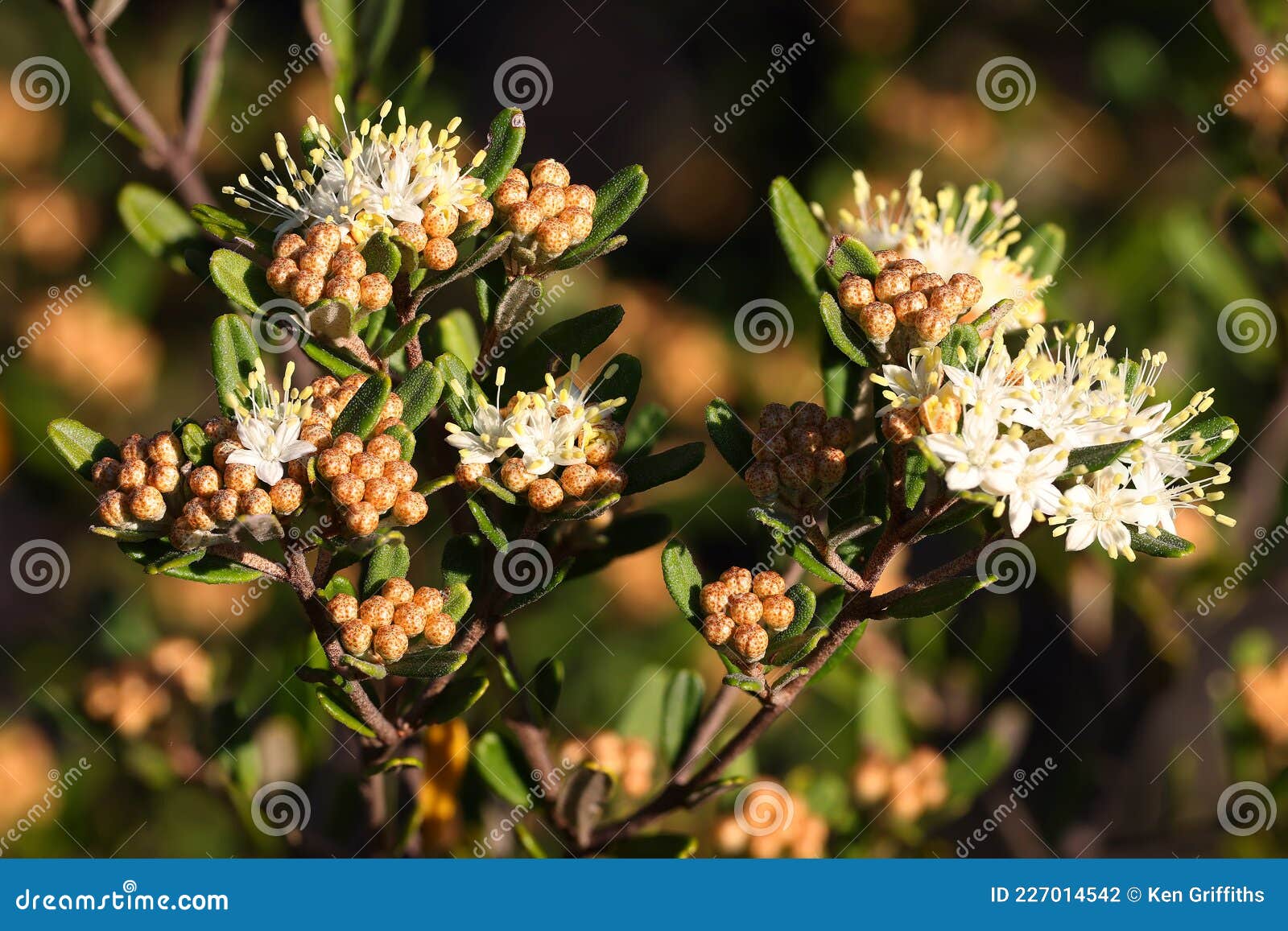 Scaly Phebalium stock photo. Image of australian, scaly - 227014542
