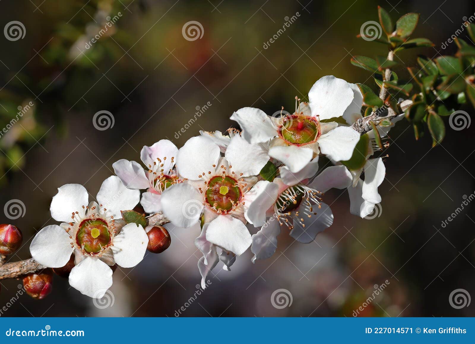 Tea Tree in flower stock image. Image of flora, australia - 227014571