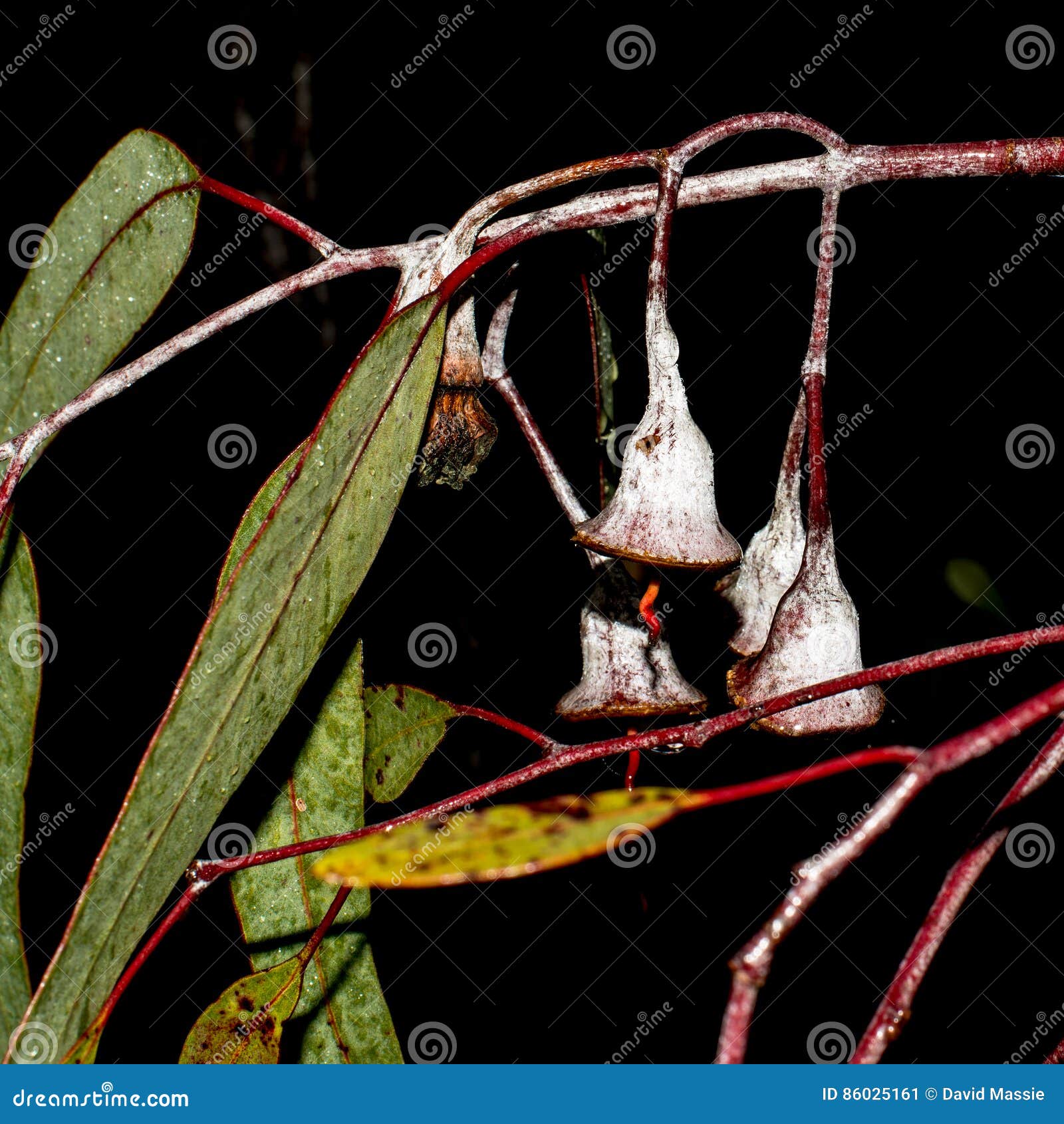 Australian Native Tree stock image. Image of western - 86025161