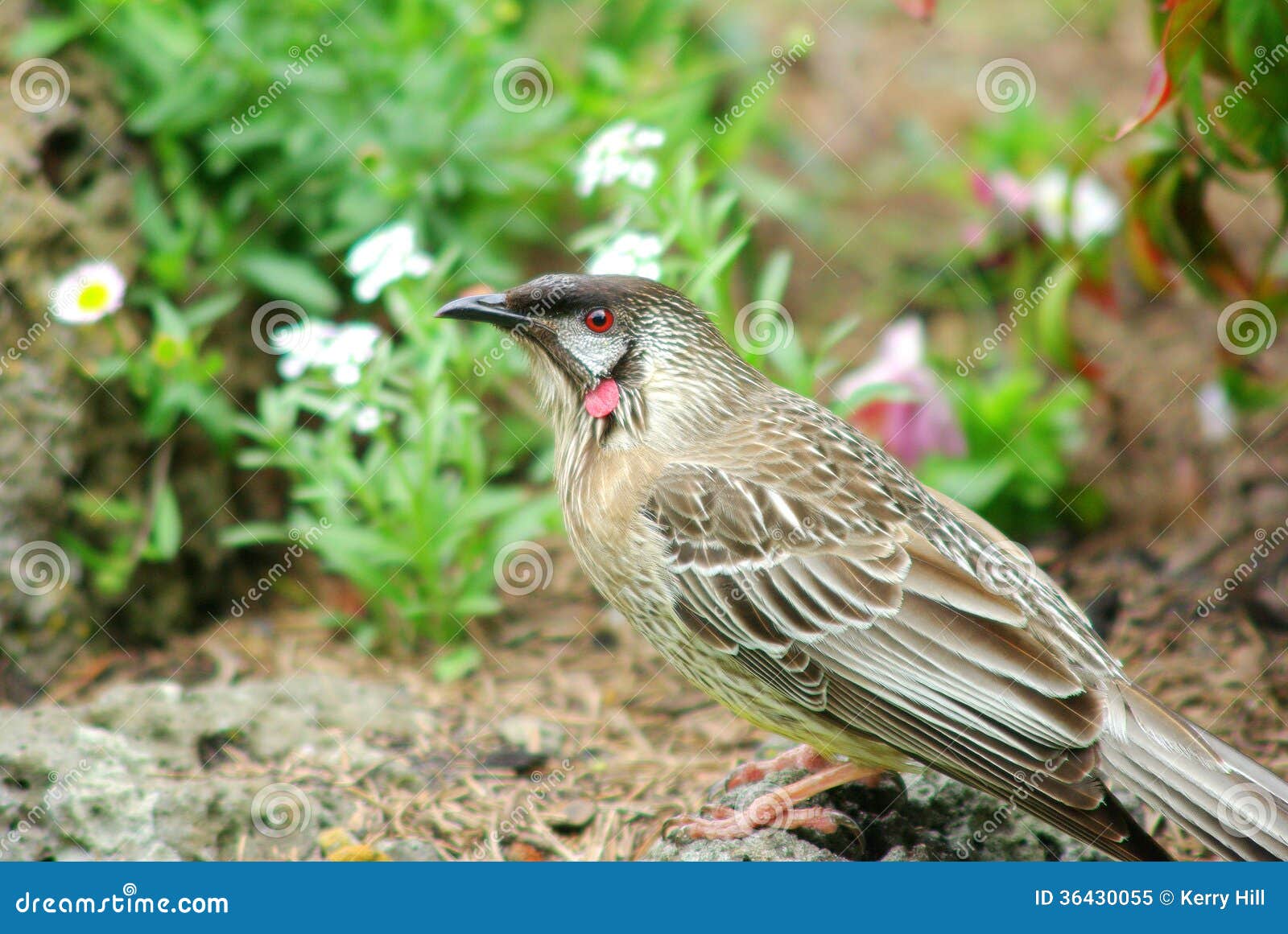 Australian Native Wattle Bird Stock Image - Image of looking, natural ...