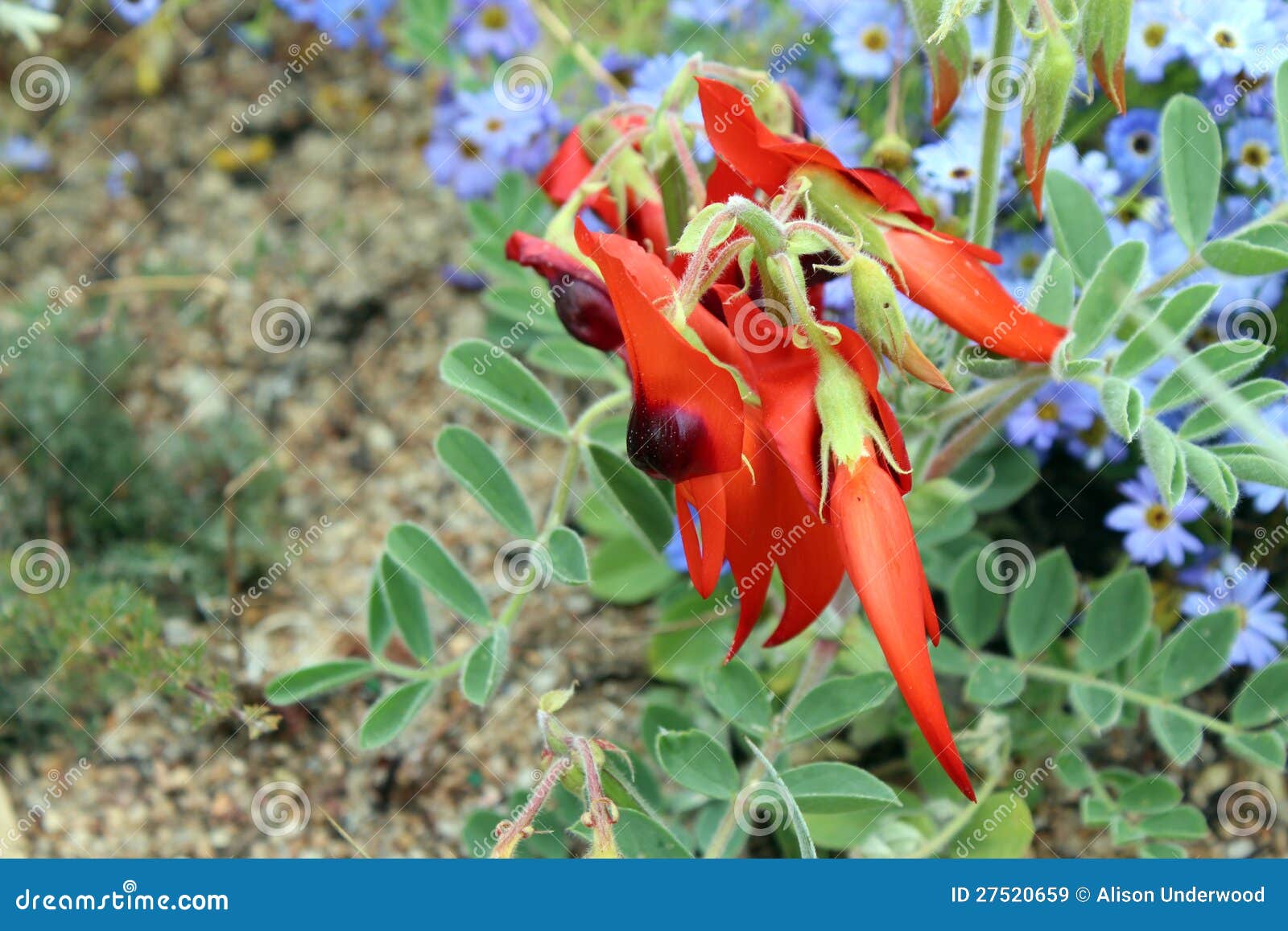 Australian Native Wildflower Sturt S Desert Pea Stock Image - Image of ...
