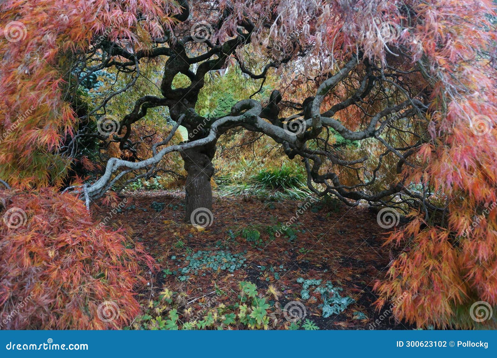 Australian Natural Spring Fall Leaf Colours Stock Photo - Image of ...