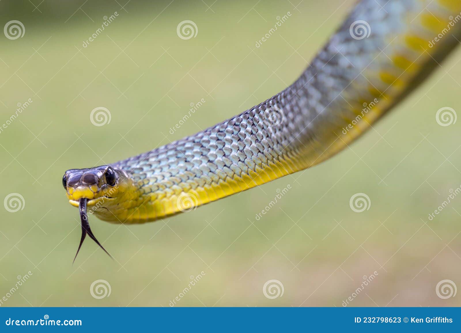Common Tree Snake stock image. Image of dendrelaphis - 232798623