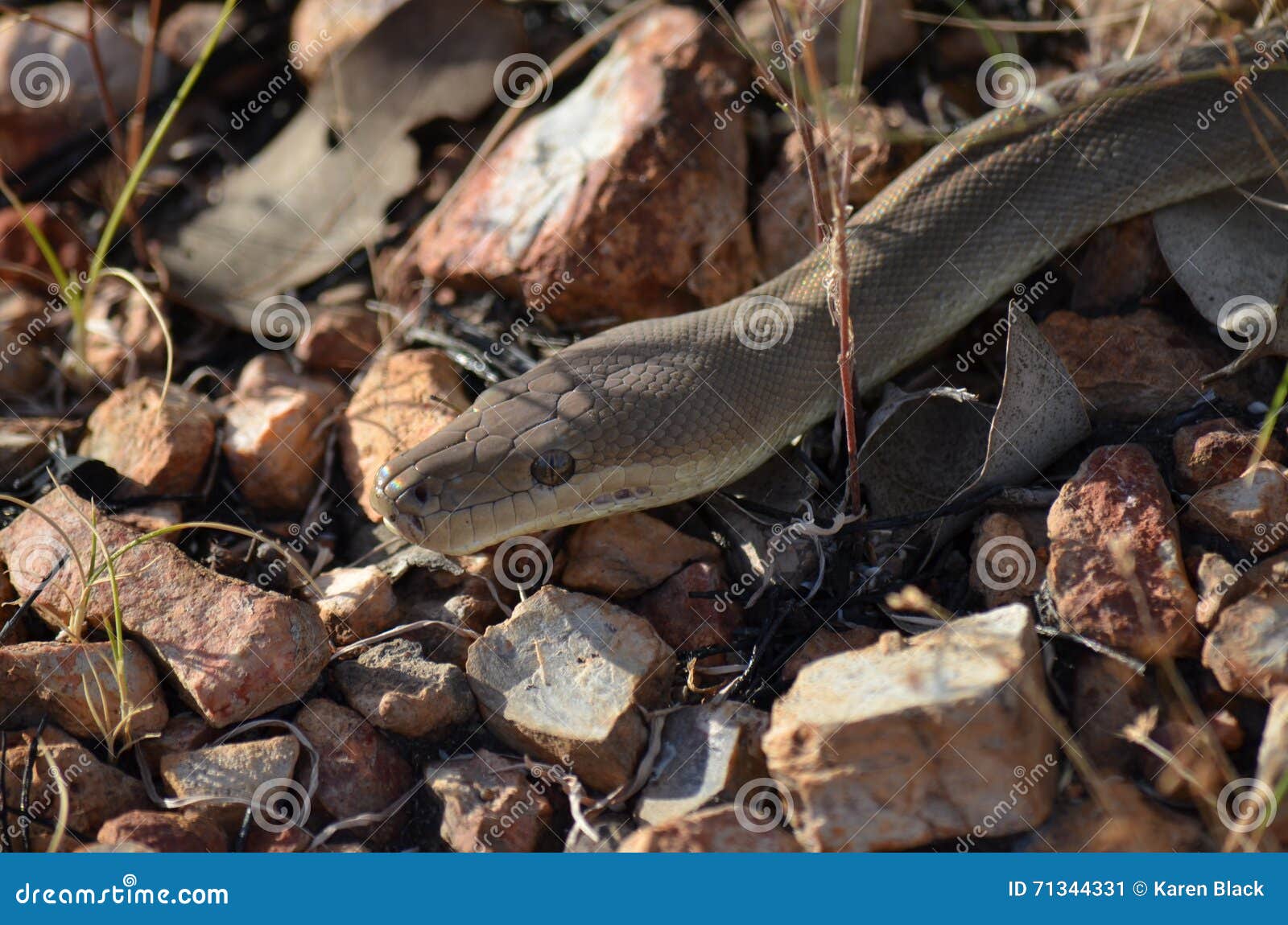 Australian Olive Python stock image. Image of wildlife - 71344331