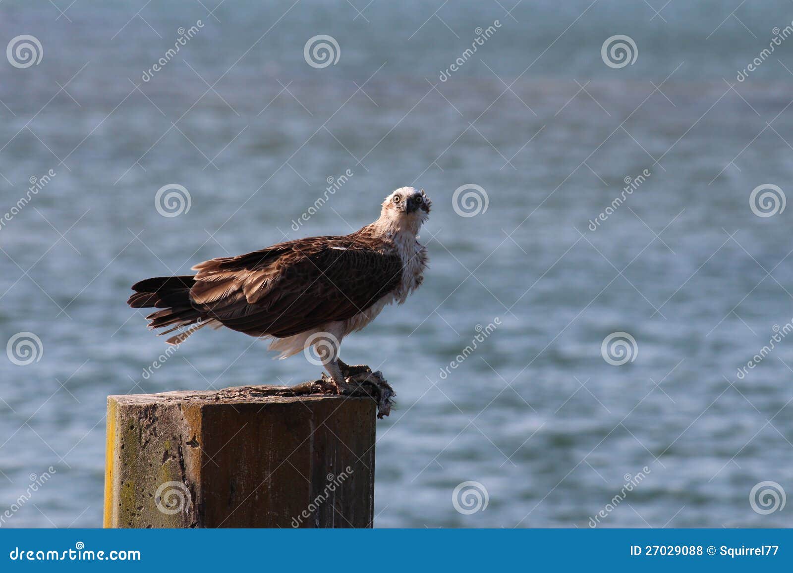 Australian Osprey Fish Hawk Stock Photo - Image of hawk, brown: 27029088