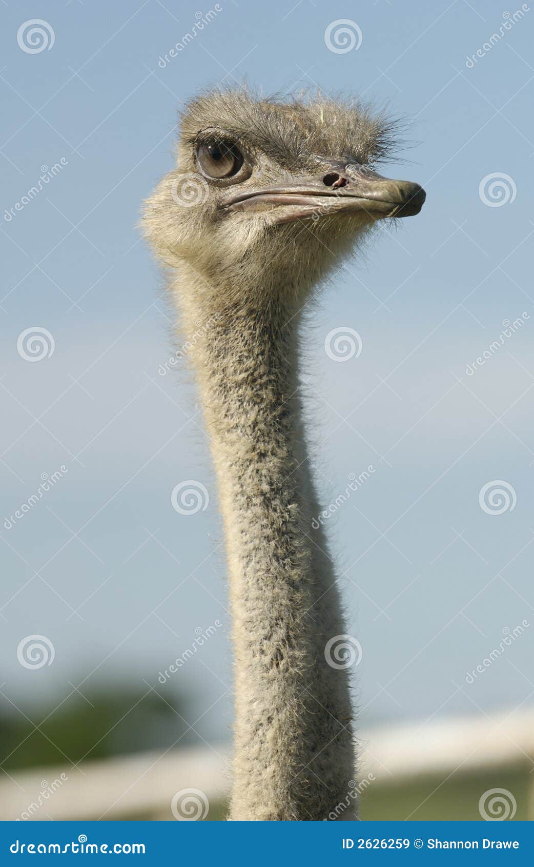 Australian Ostrich Face stock image. Image of ostrich - 2626259