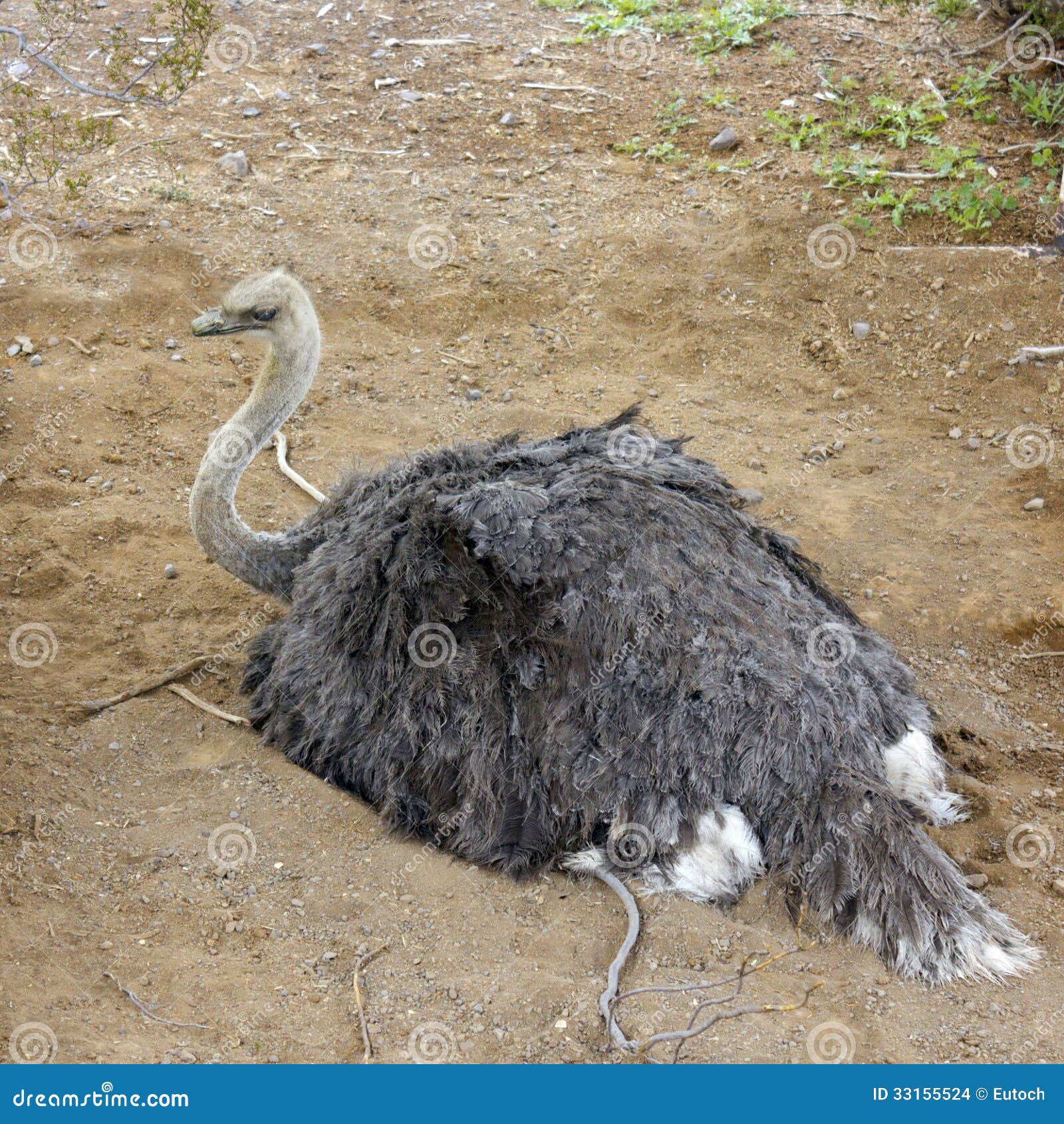 Australian Ostrich on the Nest Stock Photo - Image of ground, nest ...