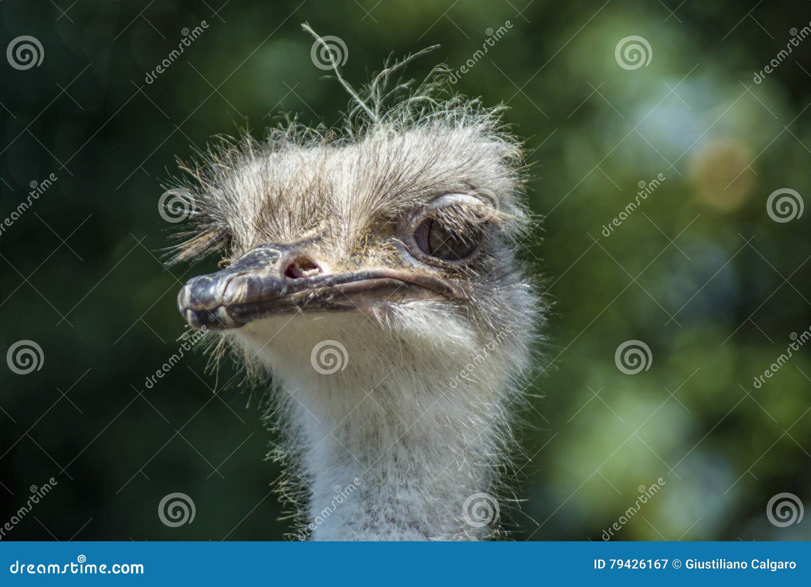 The australian ostrich stock image. Image of ostrich - 79426167