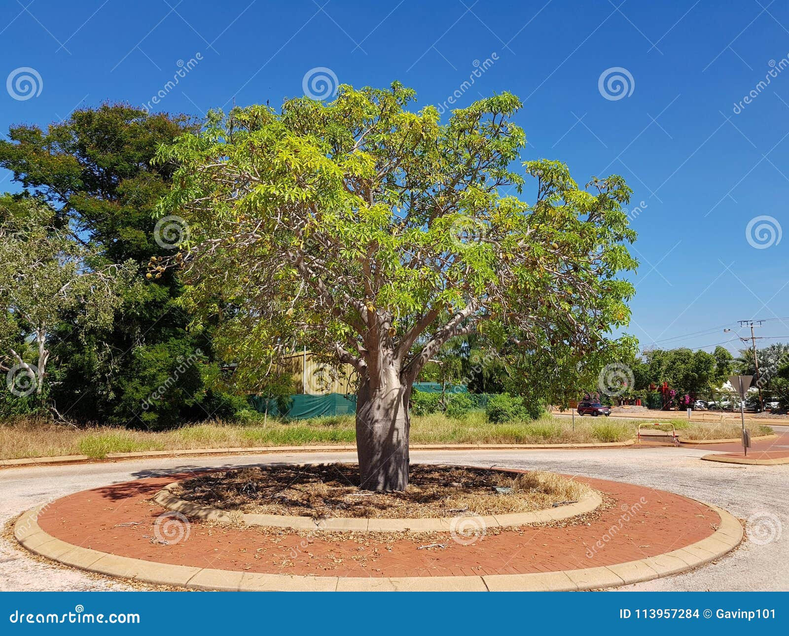 Boab Tree in the Street Broome Outback Western Australia Stock Photo ...