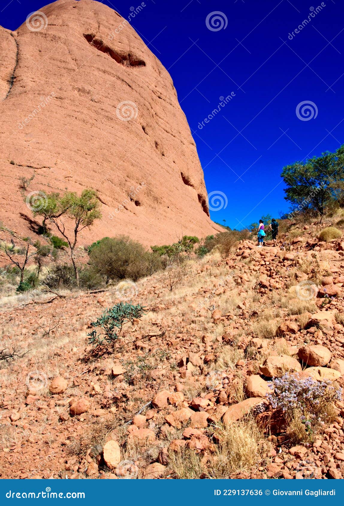 Australian Outback stock photo. Image of color, destination - 229137636