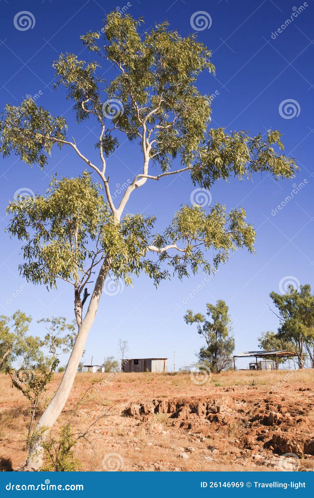 Australian Outback Eucalyptus and Outbuildings Stock Image - Image of ...