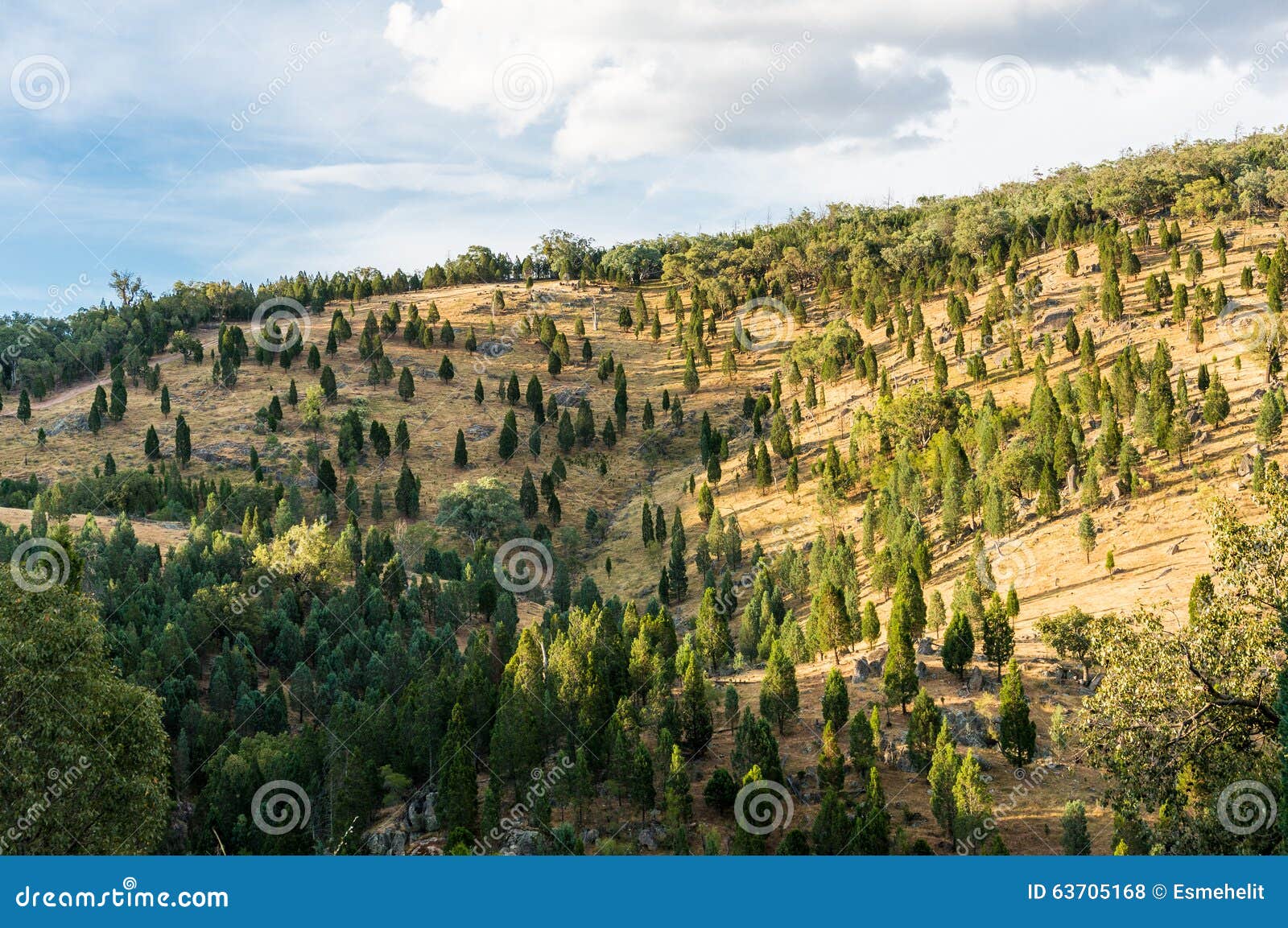 Australian Outback Forest with Eucalyptus Trees Stock Photo - Image of ...