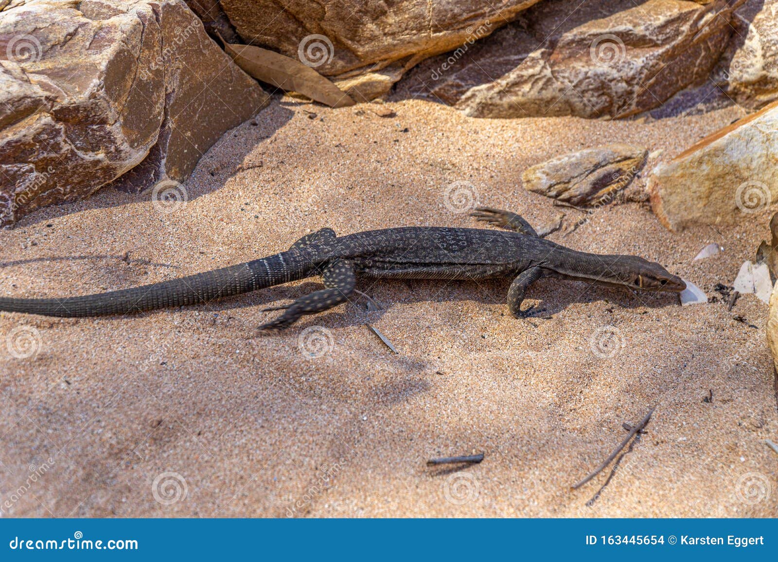 Australian Outback Lizards