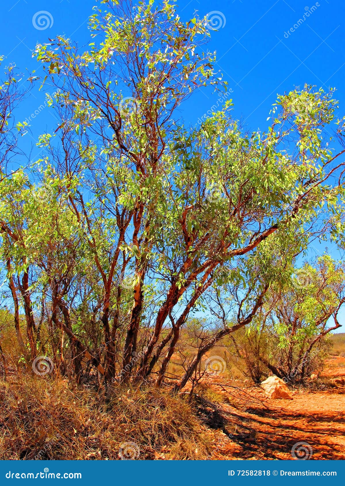 Australian outback scenery stock photo. Image of park - 72582818