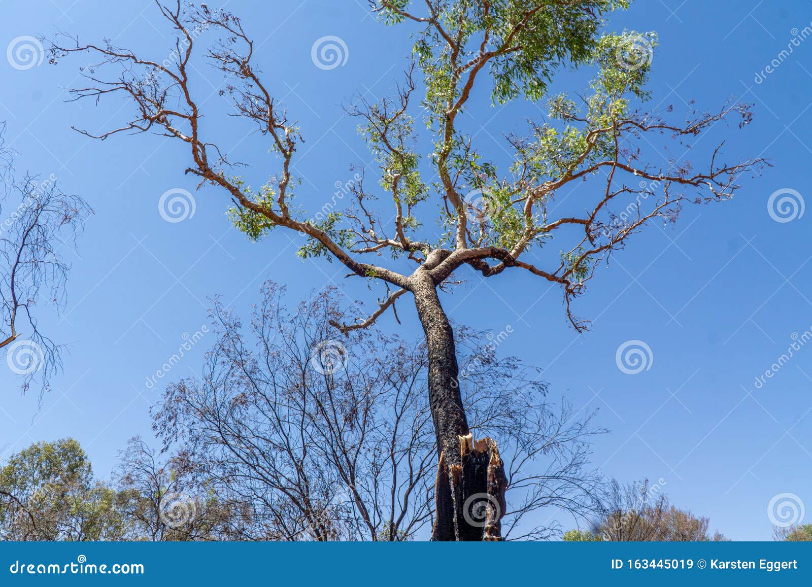 The Australian Outback, A Tree Has Survived A Slash-and-burn Operation ...