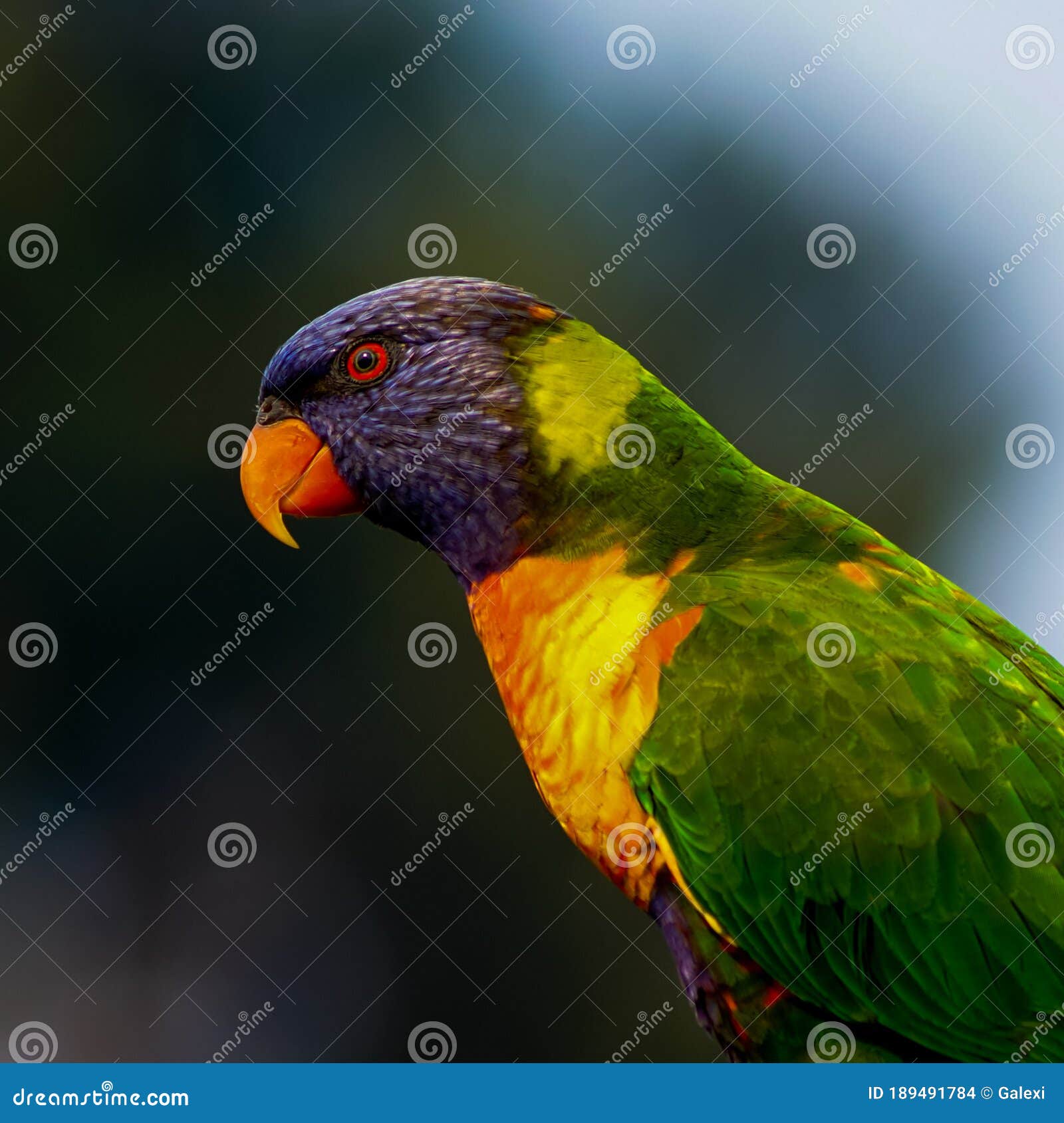 Australian Parakeet Budgerigar Native Bird Stock Photo - Image of ...