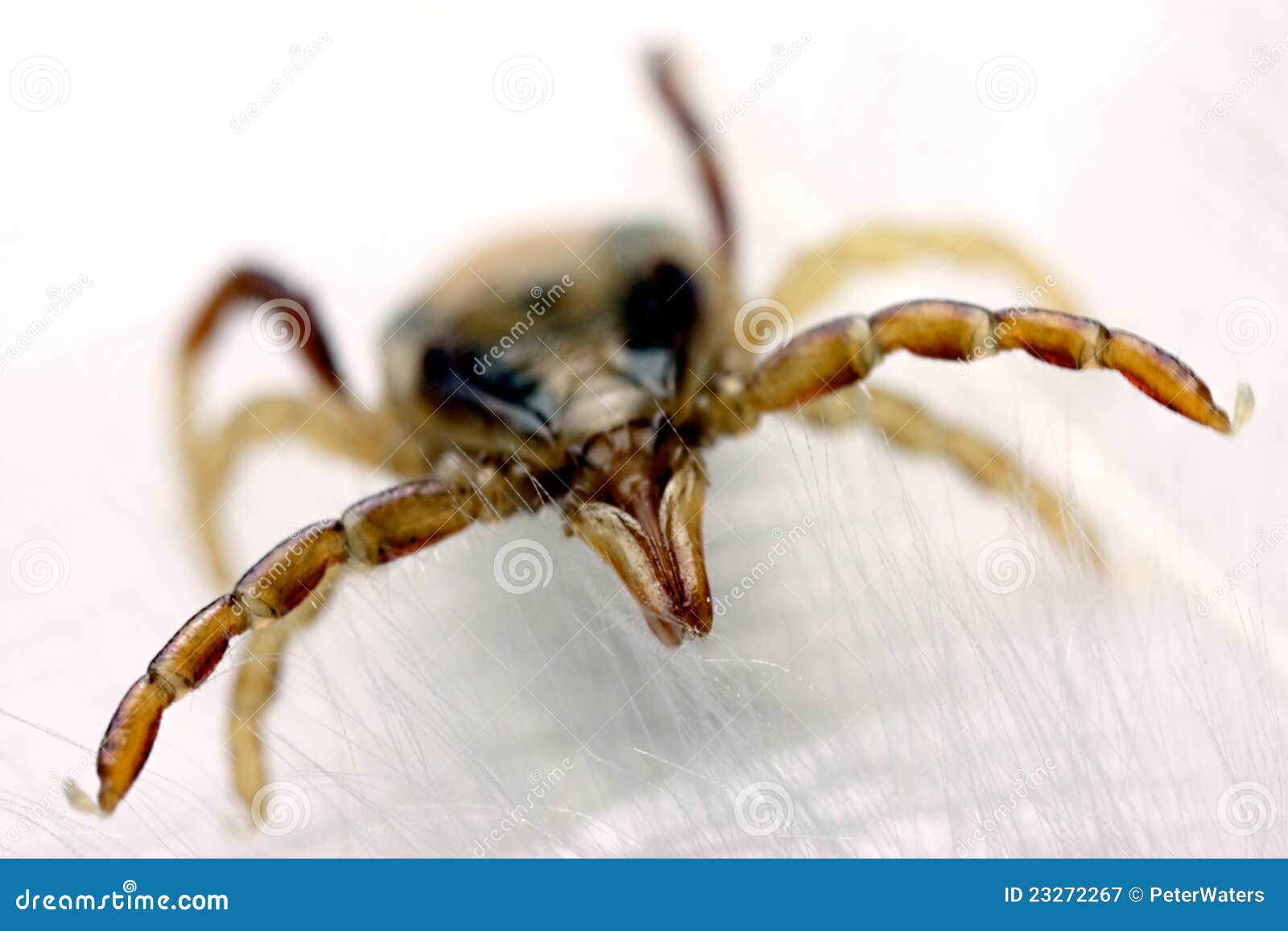 Australian paralysis tick stock image. Image of bloodsucking - 23272267